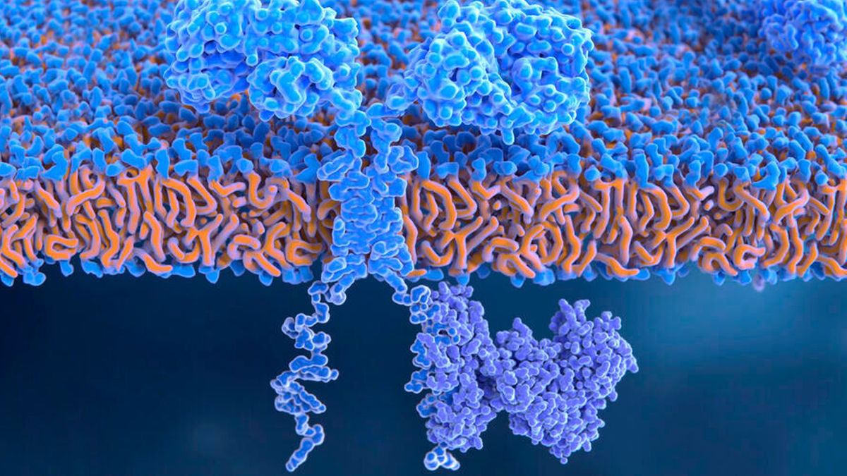 CAR-T-Zell-Therapie Liso-cel bei großzelligen B-Zell-Lymphomen